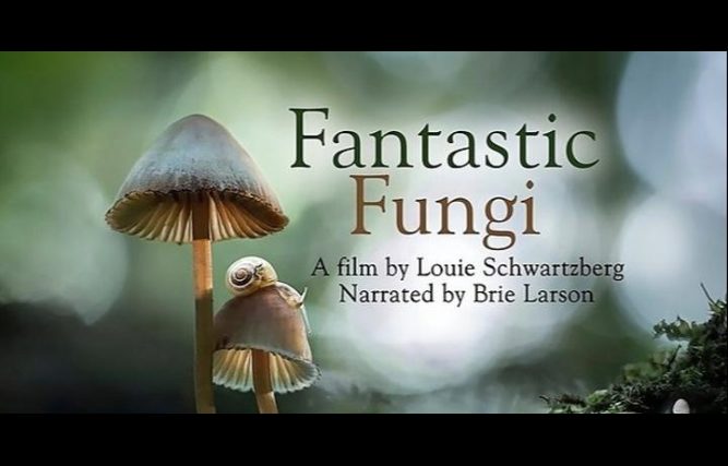 Fantastic Fungi | Documentary Screening | The Hive Saigon X La Holista ...
